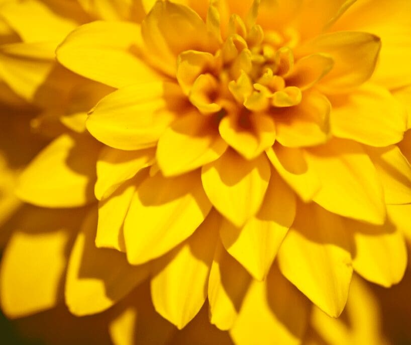 Unlocking the Radiance Within: The Psychological Power of Yellow