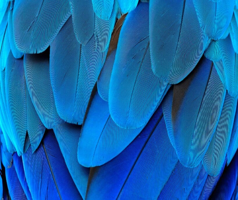 Delving into Serenity: the Psychology of the Color Blue